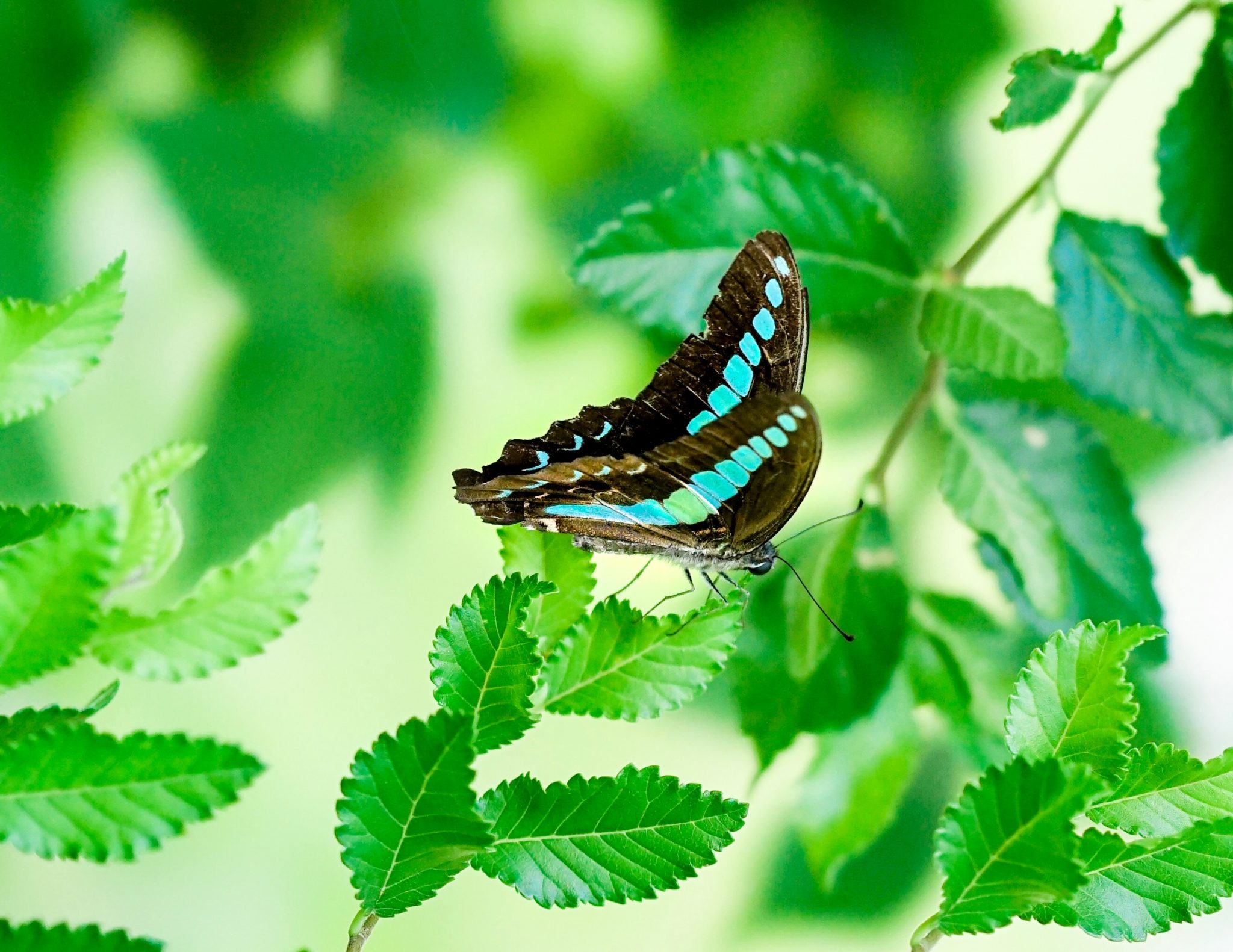 Trandafir Parfumat Golden Showers-Galben Urcator-in ghiveci - planterra ...