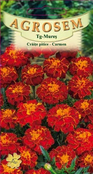 Crăiţe Pitice Carmen 0,4 gr. - planterra.ro | viata pe verde