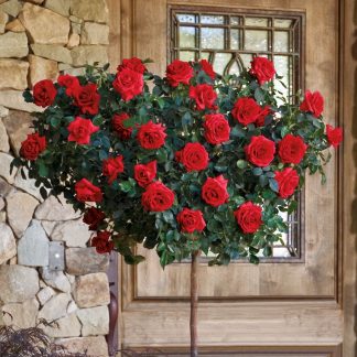 Trandafiri - planterra.ro | viata pe verde