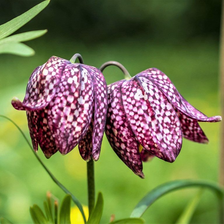 Lalele Pestrite-Fritillaria Meleagris Mix-5buc - planterra.ro | viata ...