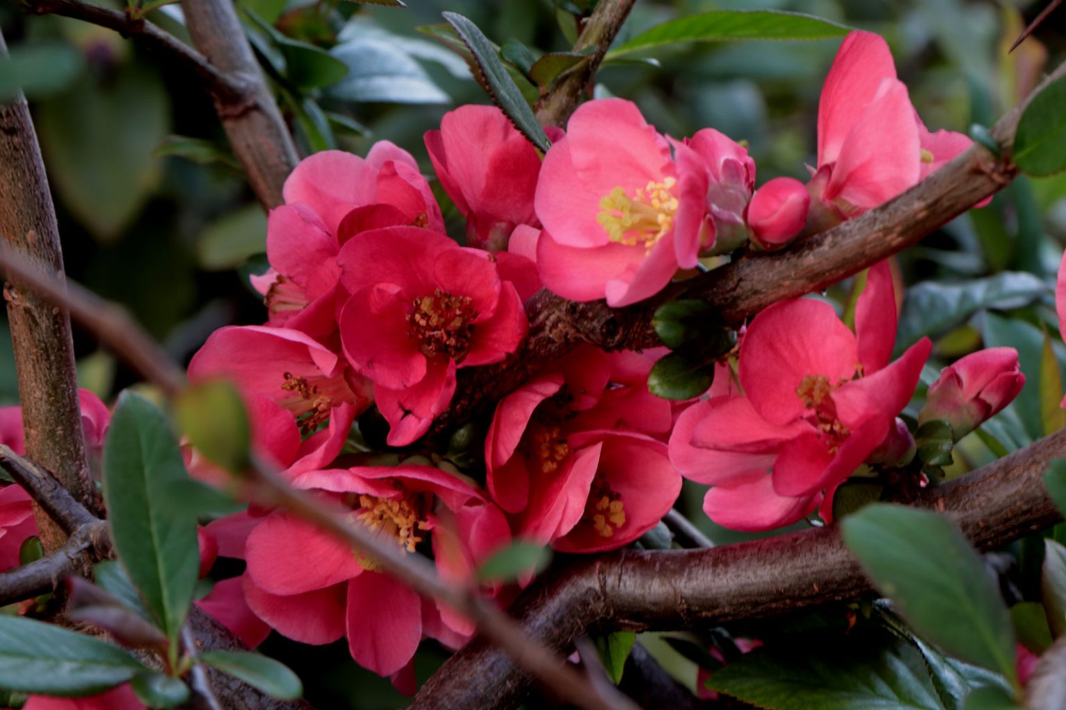 Gutui Japonez Roz-Chaenomeles Jap.-ghiveci - planterra.ro | viata pe verde