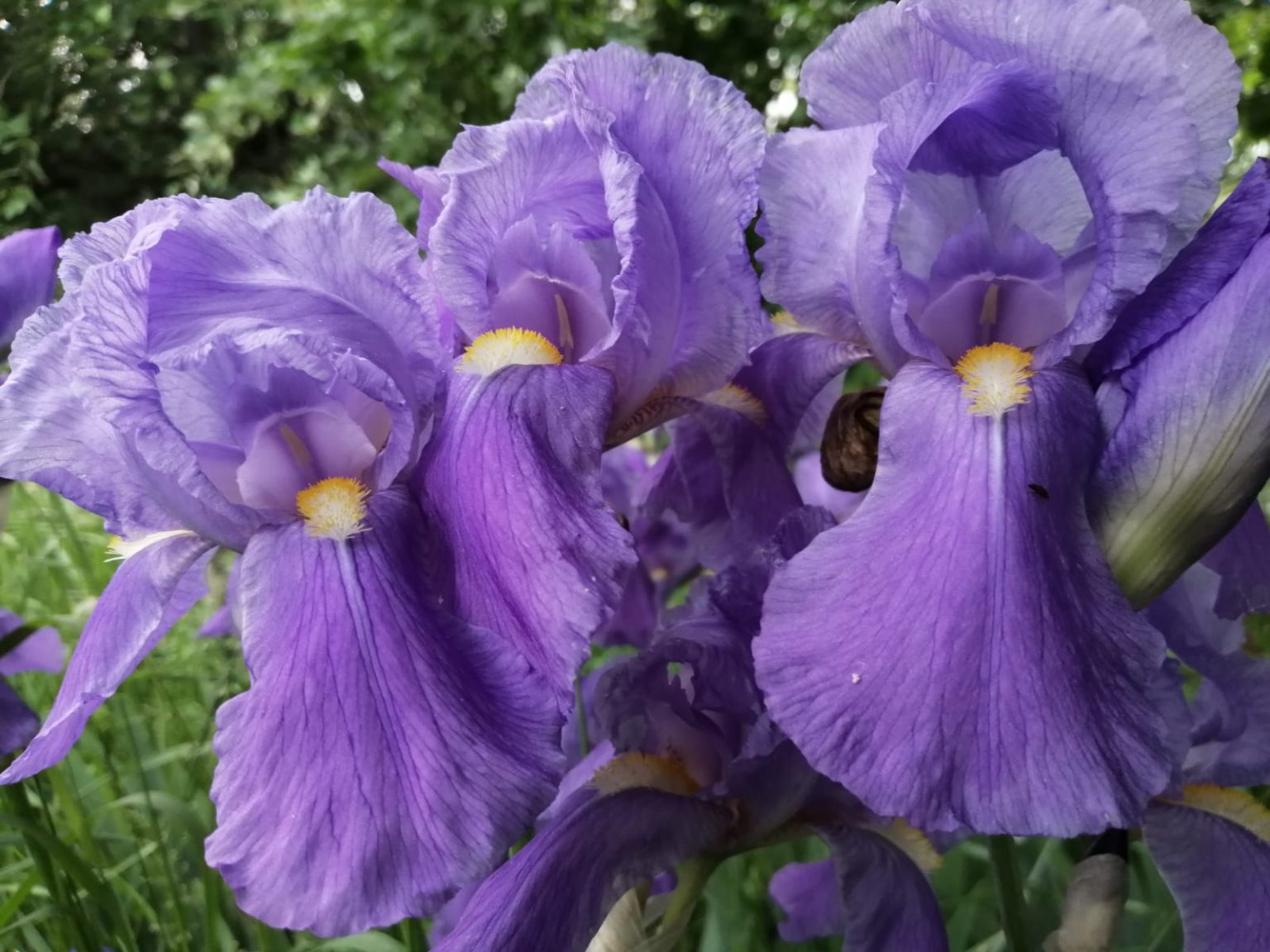 Iris Germanica Deep Purple-1buc - planterra.ro | viata pe verde