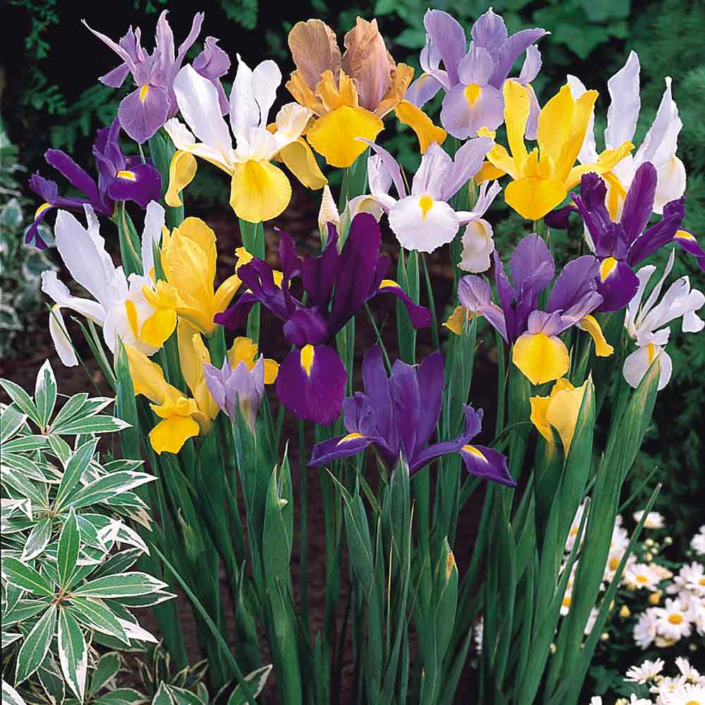 Bulbi Iris Hollandica Mixed-30 buc - planterra.ro | viata pe verde