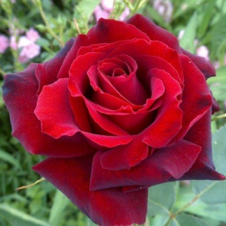 Trandafiri si Perene Archives - planterra.ro | viata pe verde