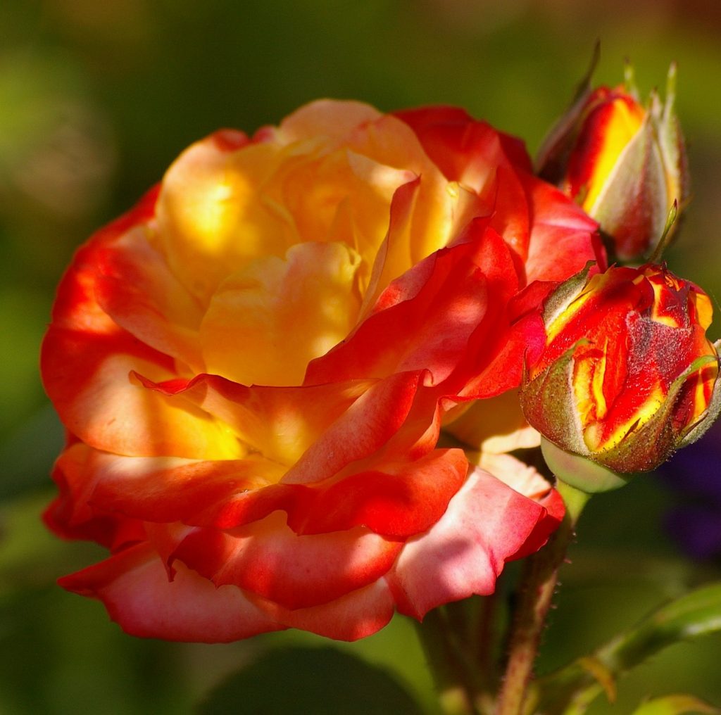 Trandafir Tufa Rumba-1buc - planterra.ro | viata pe verde