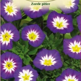 Zorele Pitice Albastre 1gr. - planterra.ro | viata pe verde