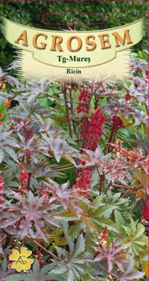 Ricin-Gibsonii 2sem. - planterra.ro | viata pe verde