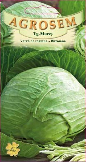 Varză De Toamnă-Buzoiana 0,4 gr. - planterra.ro | viata pe verde Varză De Toamnă-Buzoiana 0,4 gr. - planterra.ro | viata pe verde