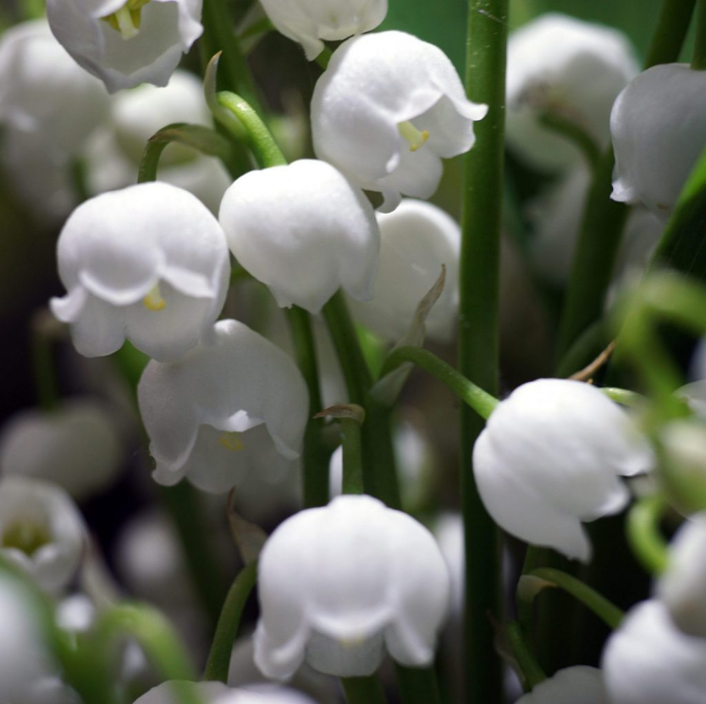 Lacramioare Parfumate Convallaria M.-3 buc - planterra.ro | viata pe verde