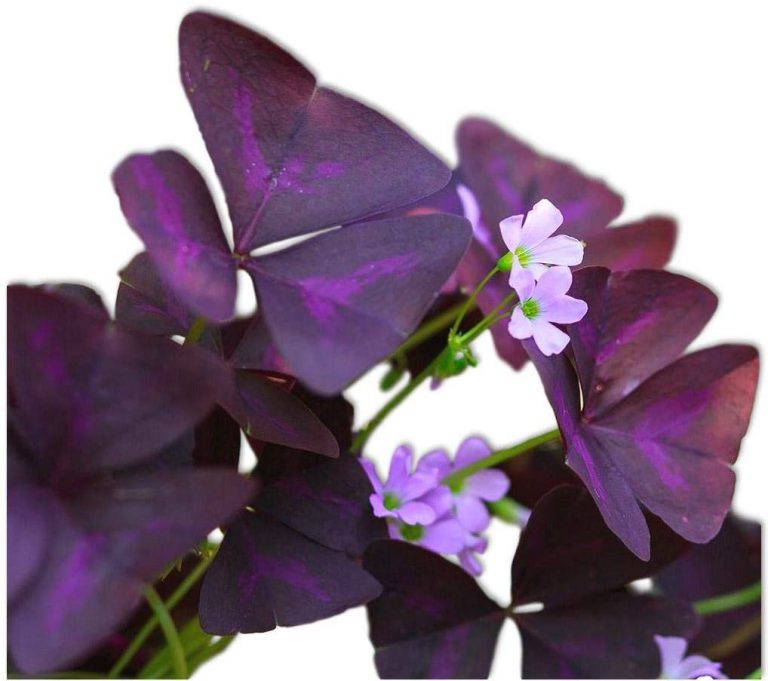 Trifoi Norocos-Oxalis Triangularis Purple-5 buc - planterra.ro | viata ...