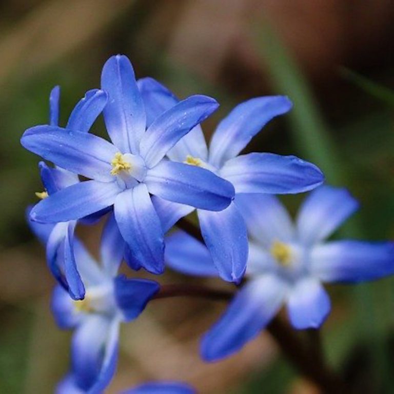 Chionodoxa Luciliae Blue-10buc - planterra.ro | viata pe verde