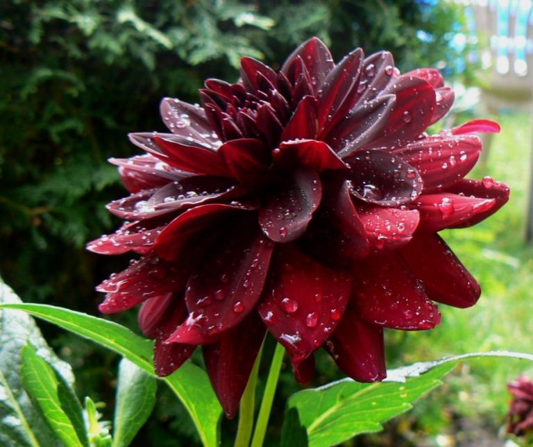 Dalia Arabian Night-1buc - planterra.ro | viata pe verde