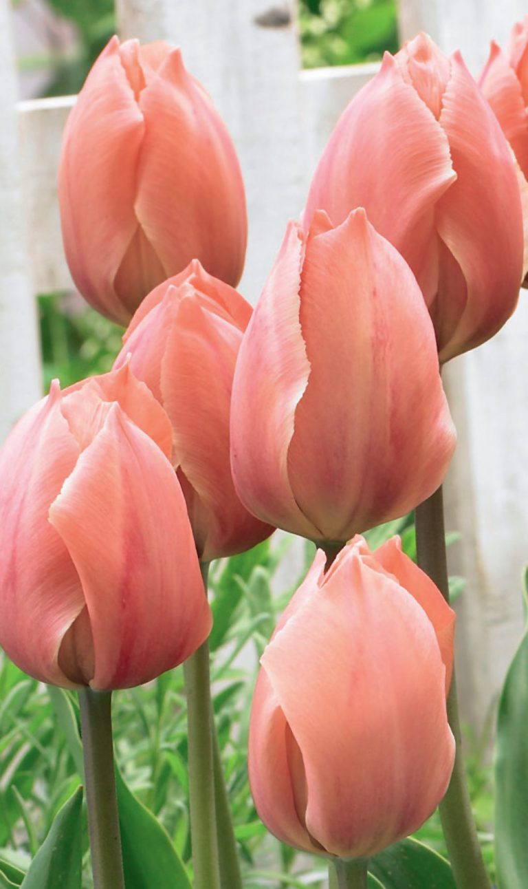 Lalele Salmon Van Eijk-5buc - planterra.ro | viata pe verde