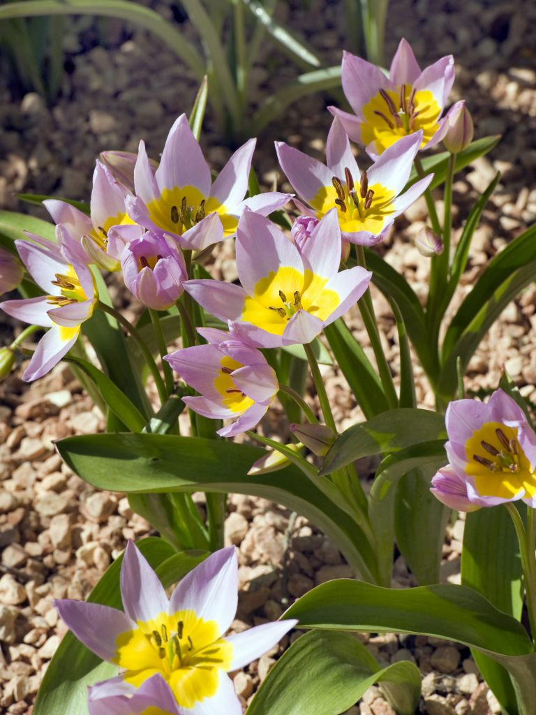 Lalele Pitice Saxatilis-20buc - planterra.ro | viata pe verde