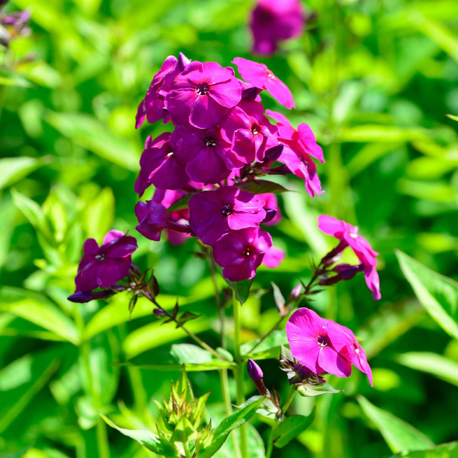 Brumarele Phlox The King-1radacina - planterra.ro | viata pe verde