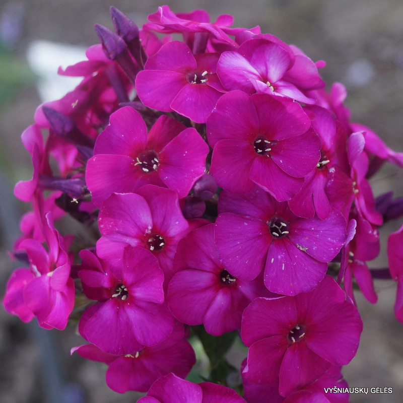 Brumarele Phlox The King-1radacina - planterra.ro | viata pe verde