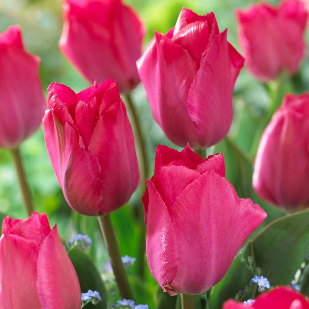 Lalele Lady Van Eijk-5buc - planterra.ro | viata pe verde