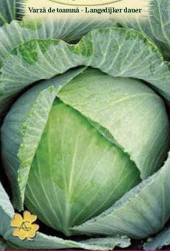 Varză De Toamnă Langedijker-4 gr. - planterra.ro | viata pe verde