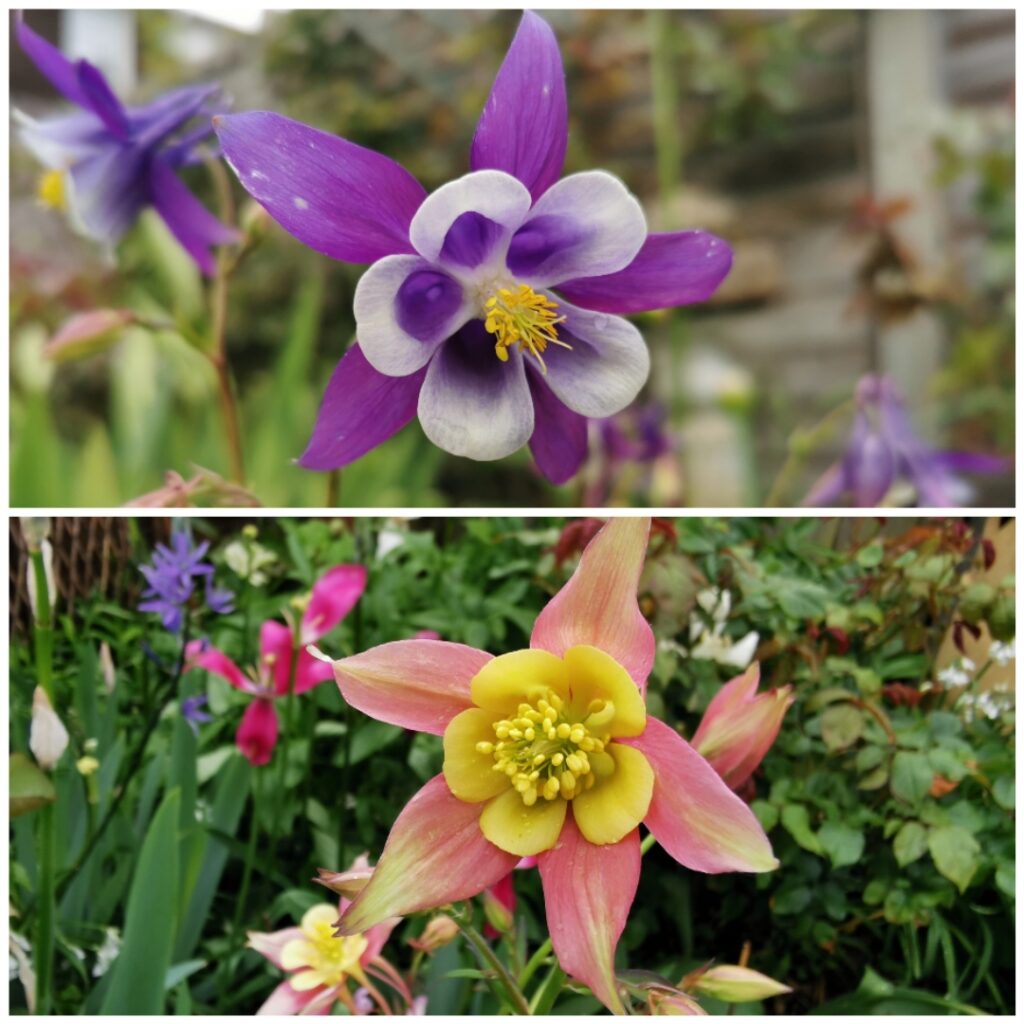 Caldaruse Mrs Scott Elliott Mix-2radacini - planterra.ro | viata pe verde