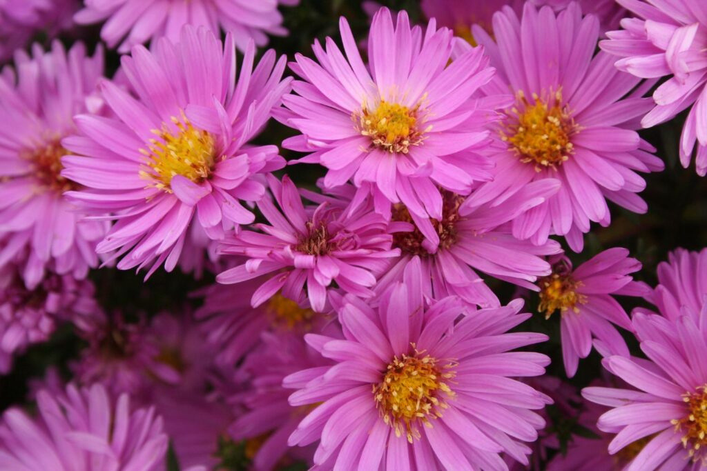 Steluta de toamna-Aster Rosenwichtel-1radacina - planterra.ro | viata ...