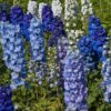 Nemtisor Peren Gigant-Delphinium Pacific Mix-1radacina - planterra.ro ...