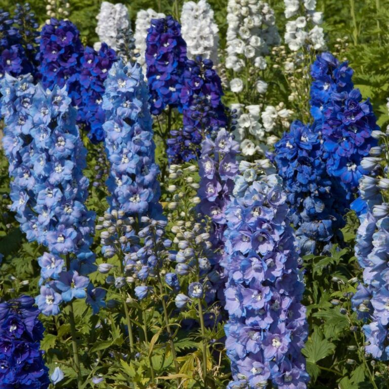 Nemtisor Peren Gigant-Delphinium Pacific Mix-1radacina - planterra.ro ...