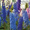 Nemtisor Peren Gigant-Delphinium Pacific Mix-1radacina - planterra.ro ...