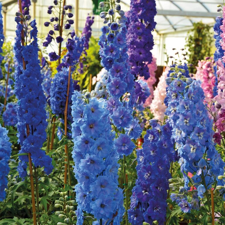 Nemtisor Peren Gigant-Delphinium Pacific Mix-1radacina - planterra.ro ...