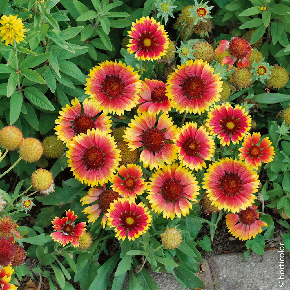 Gaillardia Kobold-Goblin-1radacina - planterra.ro | viata pe verde