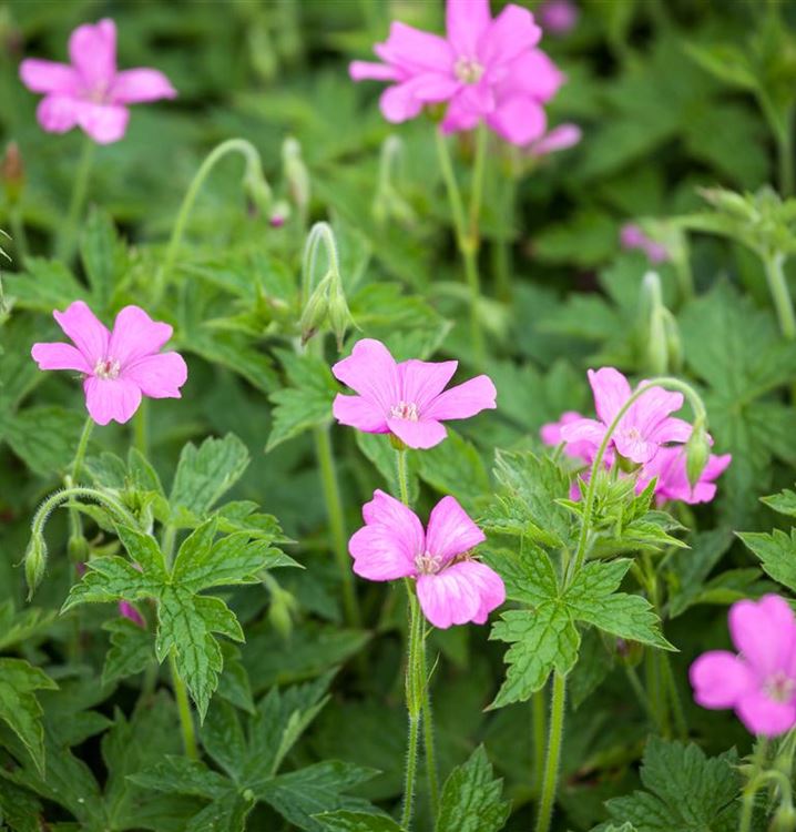 Geranium E.W. Pink-1radacina - planterra.ro | viata pe verde