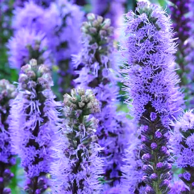 Liatris Spicata Blue-3buc - planterra.ro | viata pe verde