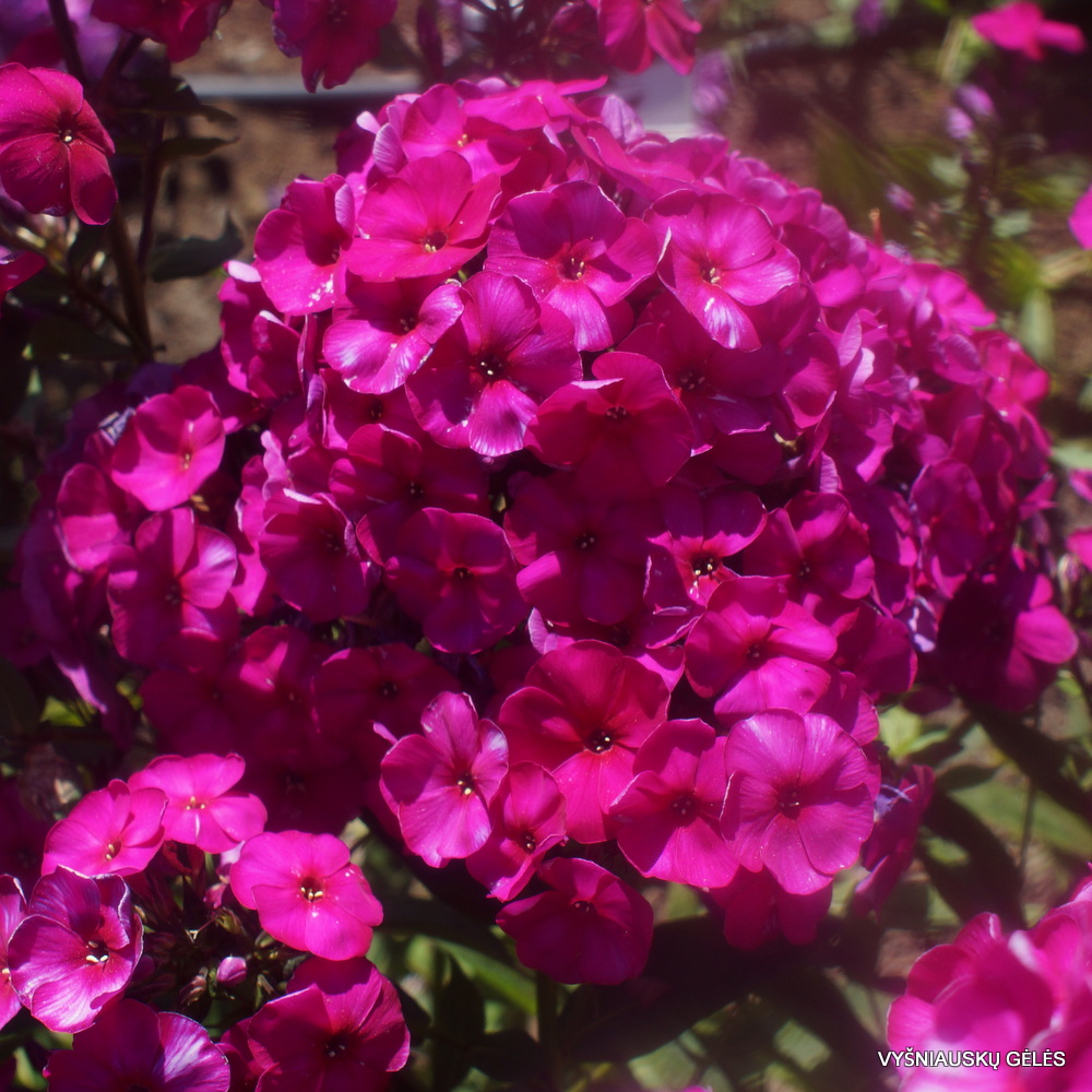 Brumarele Phlox The King-1radacina - planterra.ro | viata pe verde