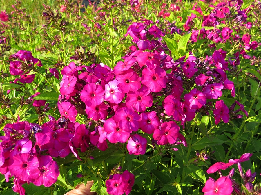 Brumarele Phlox The King-1radacina - planterra.ro | viata pe verde