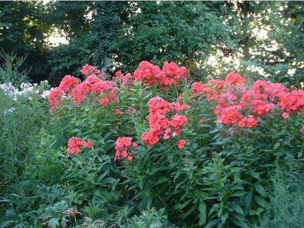 Brumarele Phlox Brigadier-1radacina - planterra.ro | viata pe verde