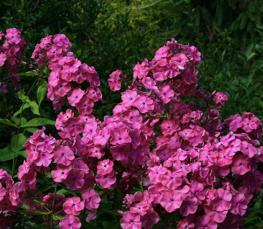 Brumarele Phlox Rijnstroom-1 radacina - planterra.ro | viata pe verde