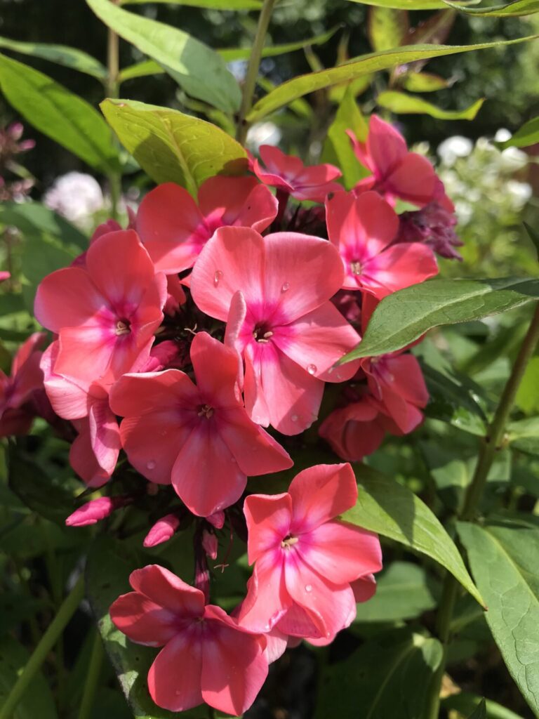 Brumarele Phlox Windsor-1radacina - planterra.ro | viata pe verde