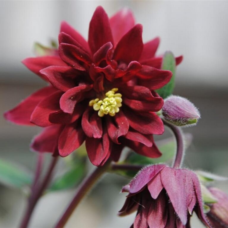 Caldaruse Aquilegia Ruby Port-2radacini - planterra.ro | viata pe verde