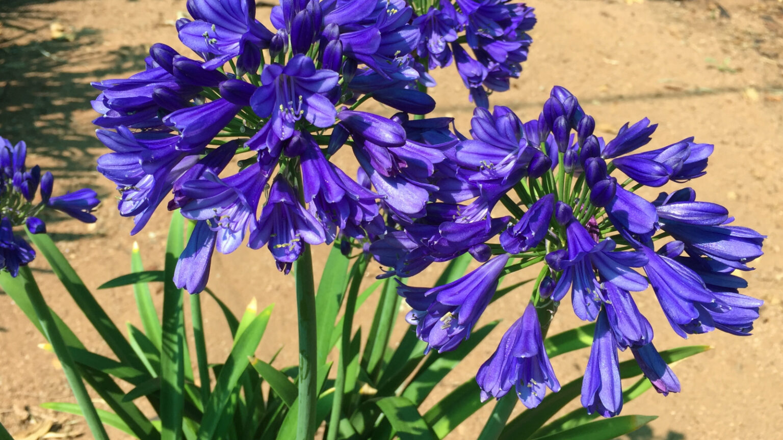 Crin African Agapanthus Blue-1buc - planterra.ro | viata pe verde