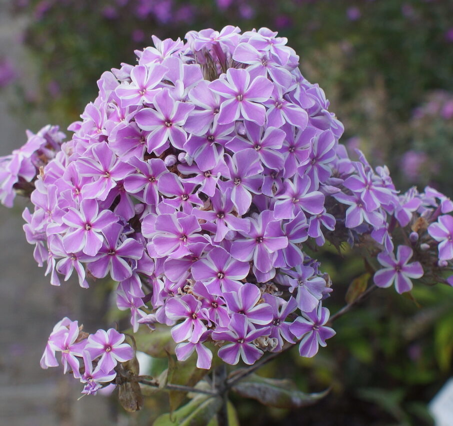 Brumarele Phlox-All in One-1radacina - planterra.ro | viata pe verde