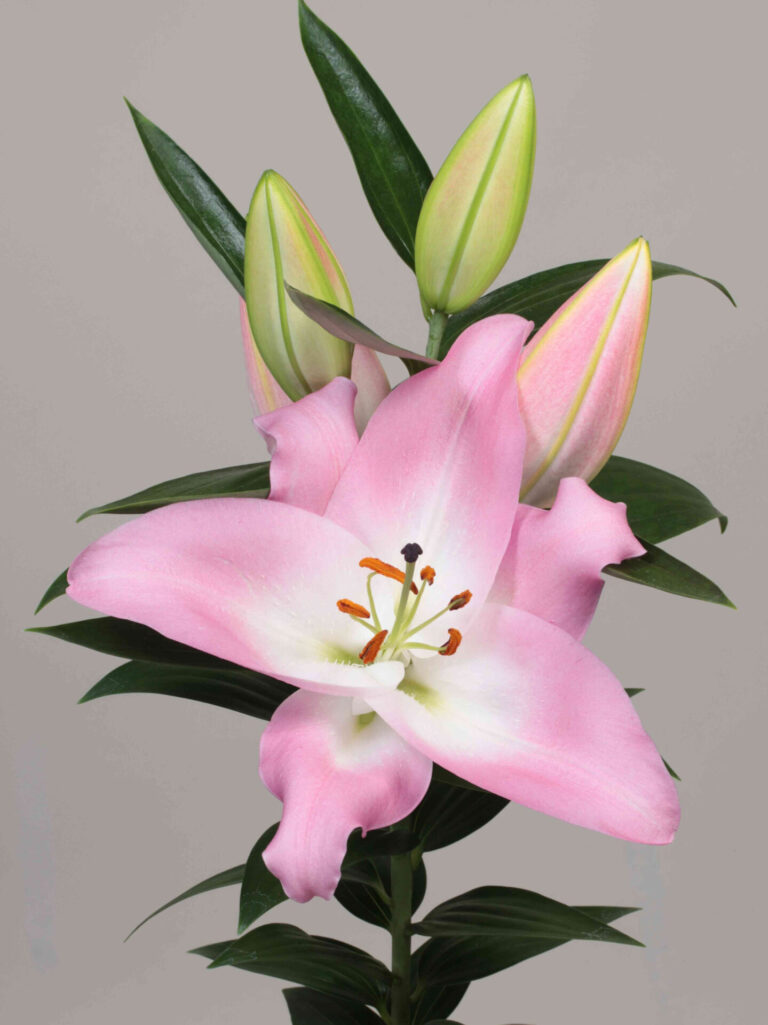 Crin Visby Lilium-1buc - planterra.ro | viata pe verde