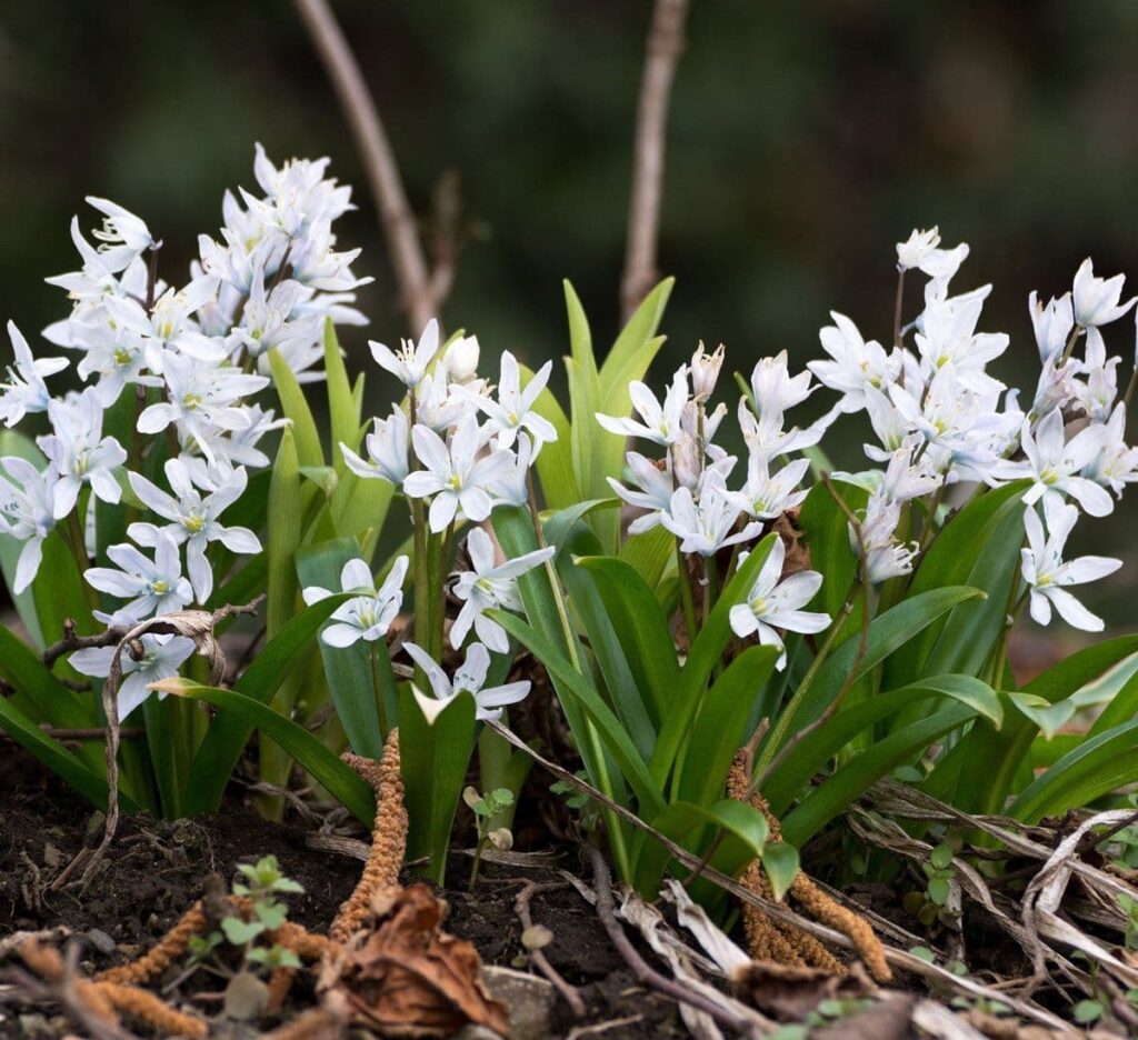 Viorele Scilla Siberica Alba-7 buc - planterra.ro | viata pe verde