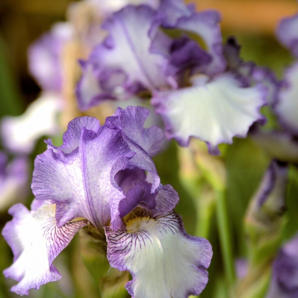 Iris Germanica Garibaldi-1buc - planterra.ro | viata pe verde