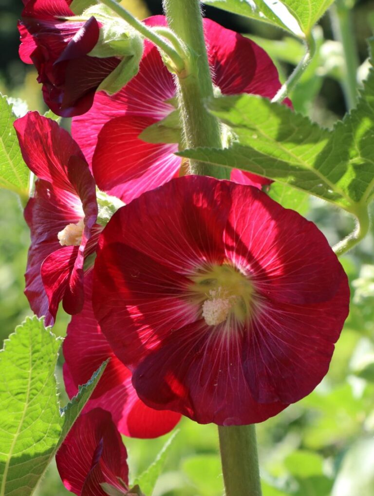 Nalba Alcea Rosea Red-2radacini - planterra.ro | viata pe verde