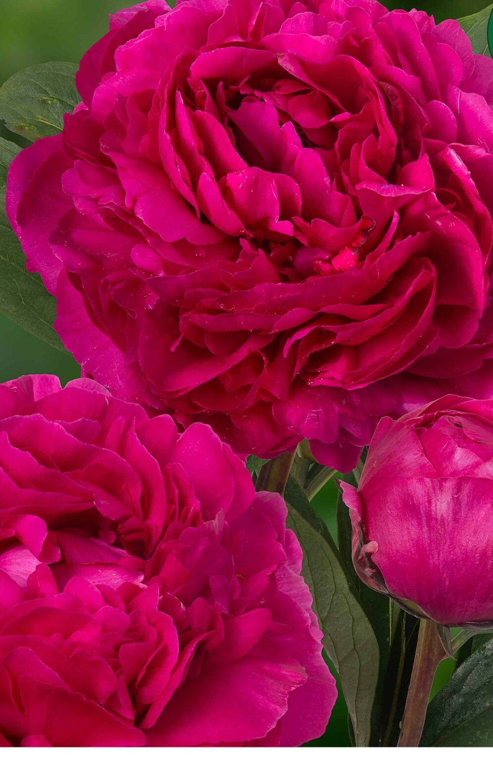 Bujor Kansas Paeonia-1buc - planterra.ro | viata pe verde